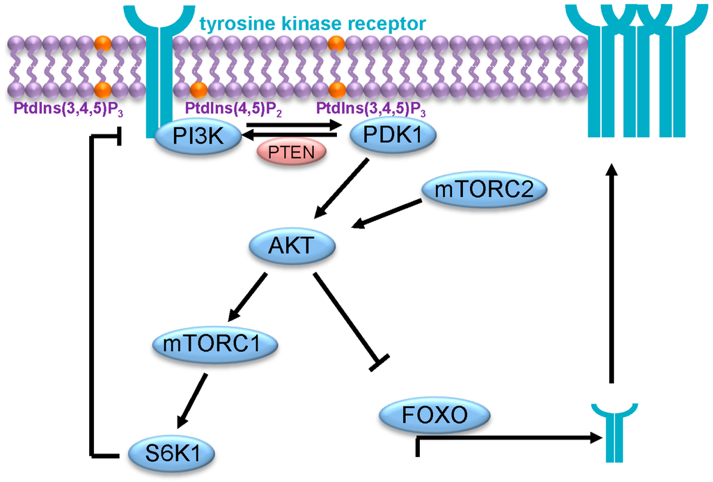 IJMS | Free Full-Text | PI3K and AKT: Unfaithful Partners in Cancer
