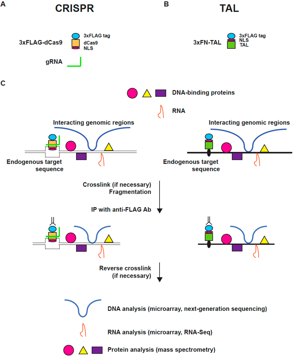 Isolation of Specific Genomic Regions and Identification of Their ...