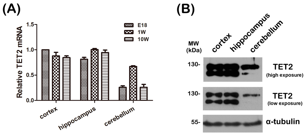 A Novel Function of TET2 in CNS: Sustaining Neuronal Survival