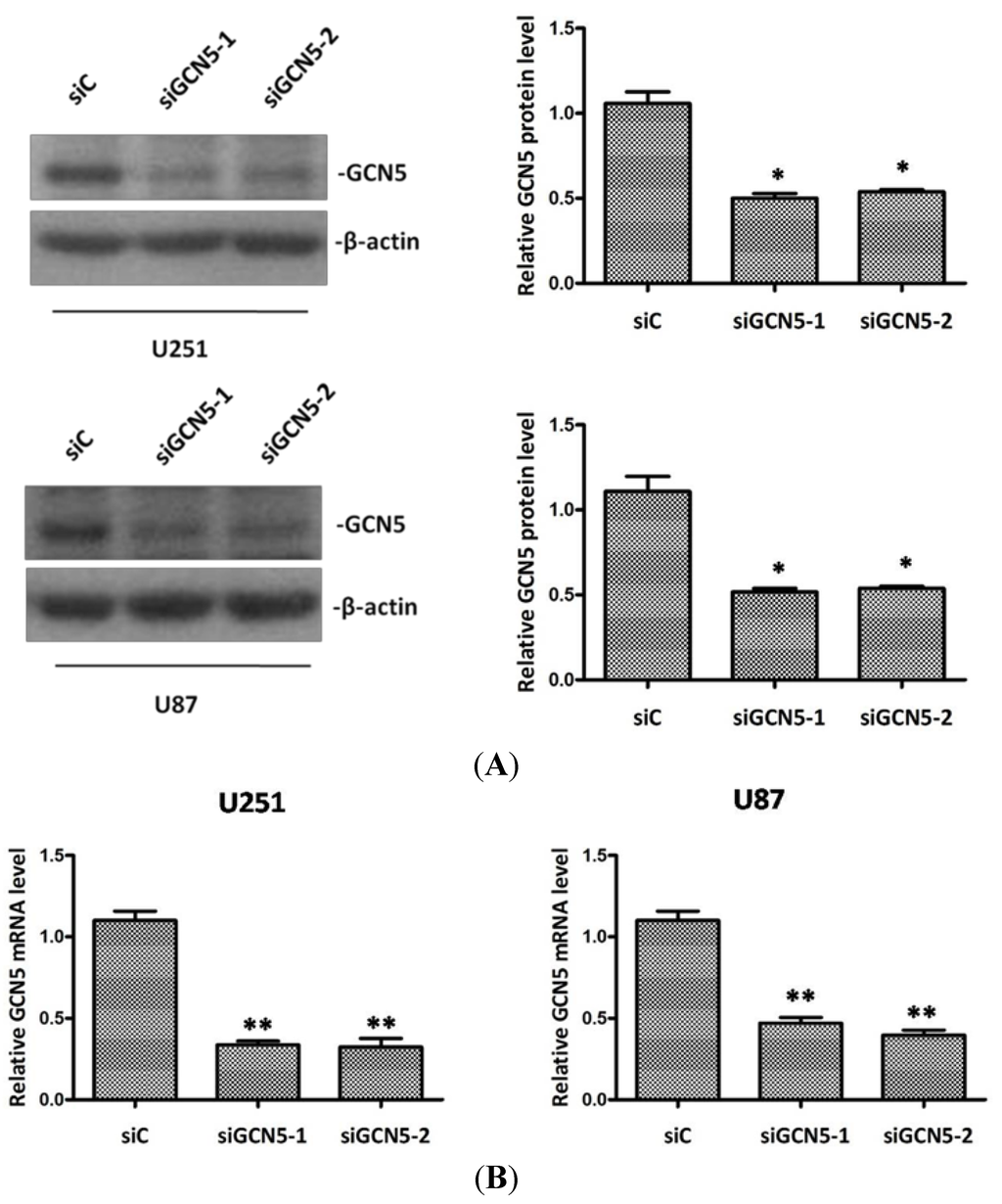IJMS | Free Full-Text | GCN5 Potentiates Glioma Proliferation and ...