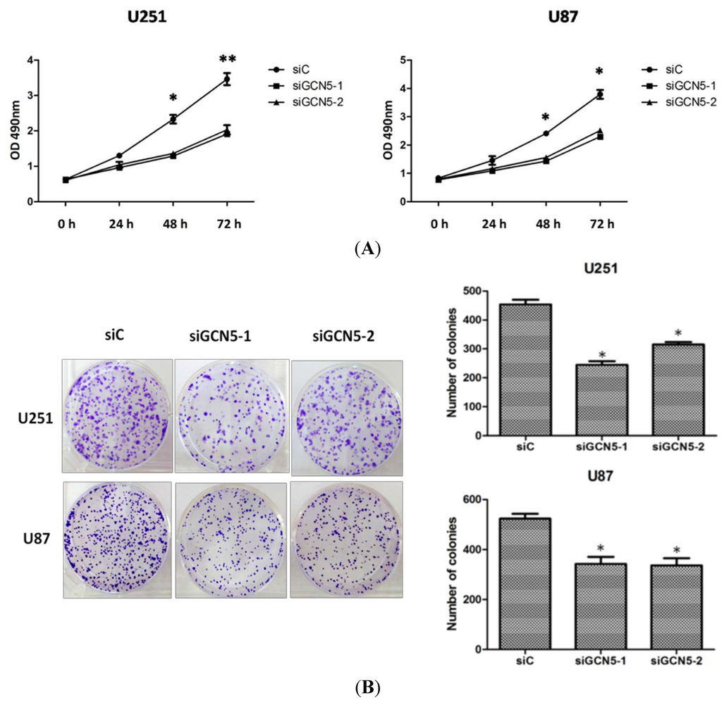 IJMS | Free Full-Text | GCN5 Potentiates Glioma Proliferation and ...