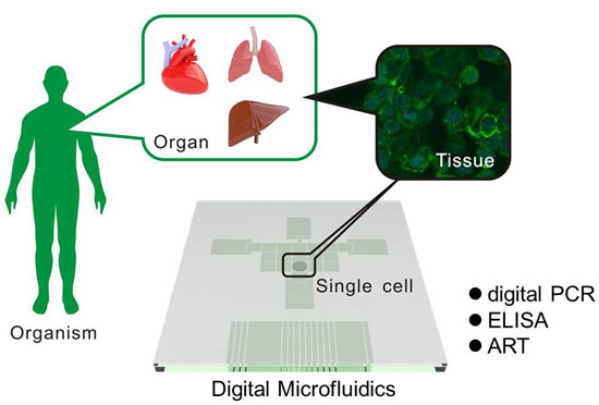 IJMS | Free Full-Text | Digital Microfluidics for Manipulation and Analysis of a Single Cell