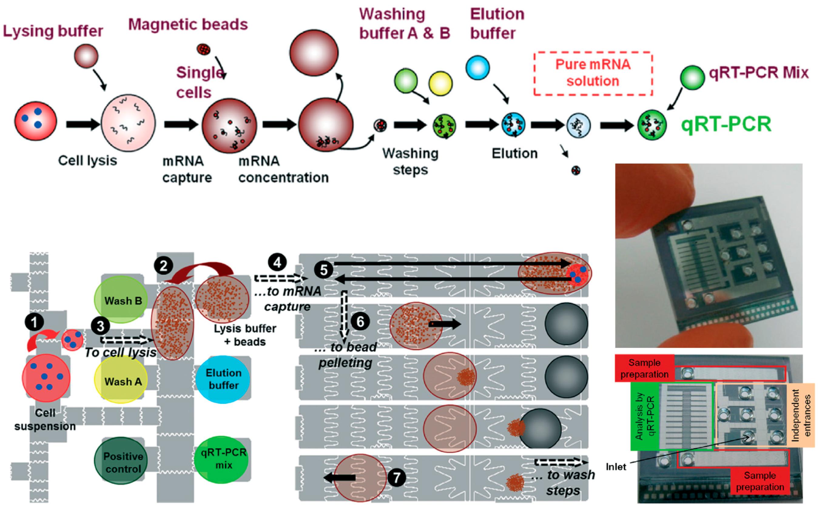 Single Cell Identification By Microfluidic Based In S