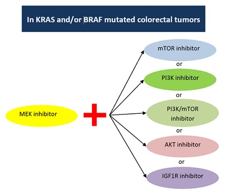 IJMS | Free Full-Text | Dual Inhibition of MEK and PI3K Pathway in KRAS ...