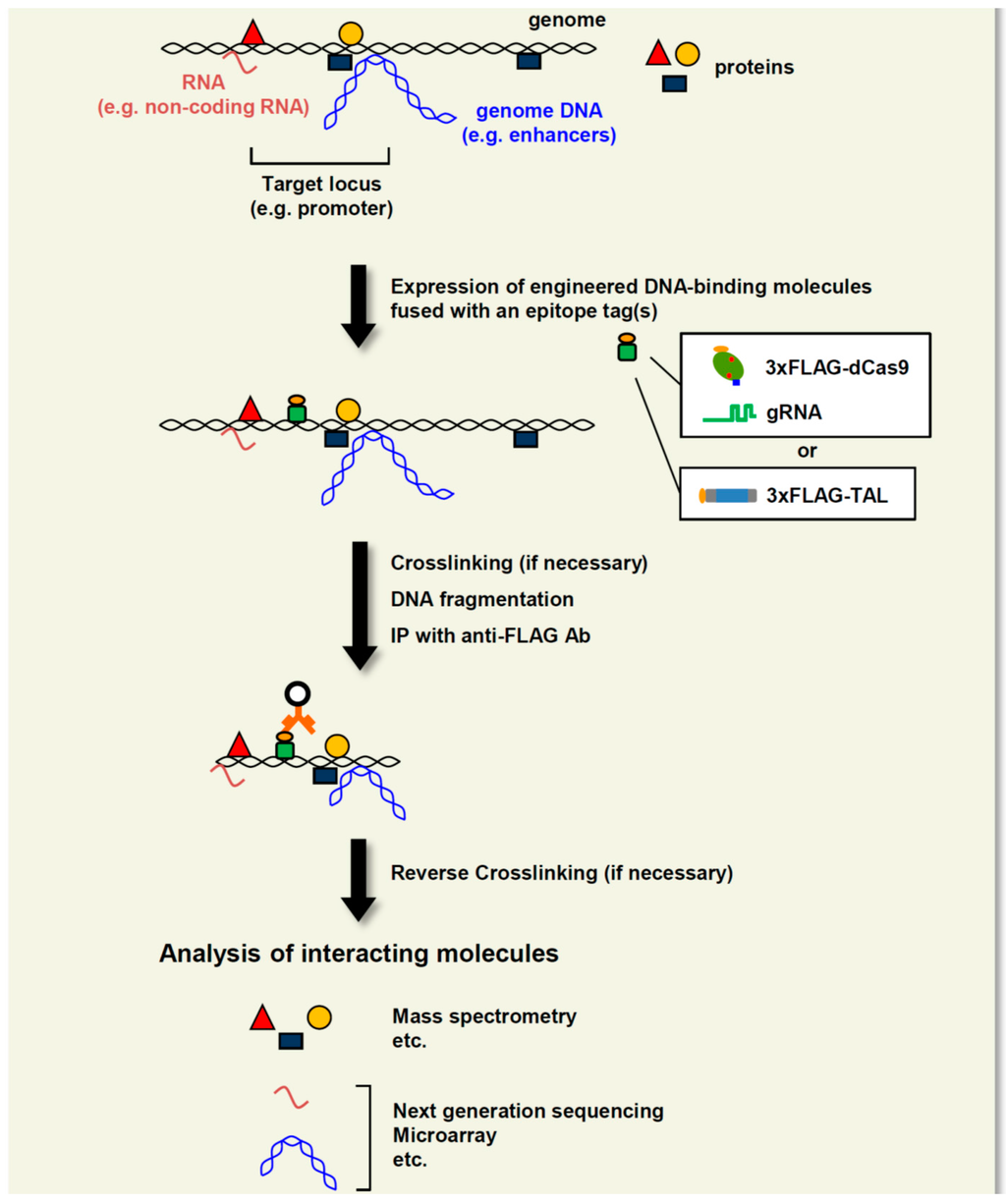 Ijms Special Issue Protein Engineering