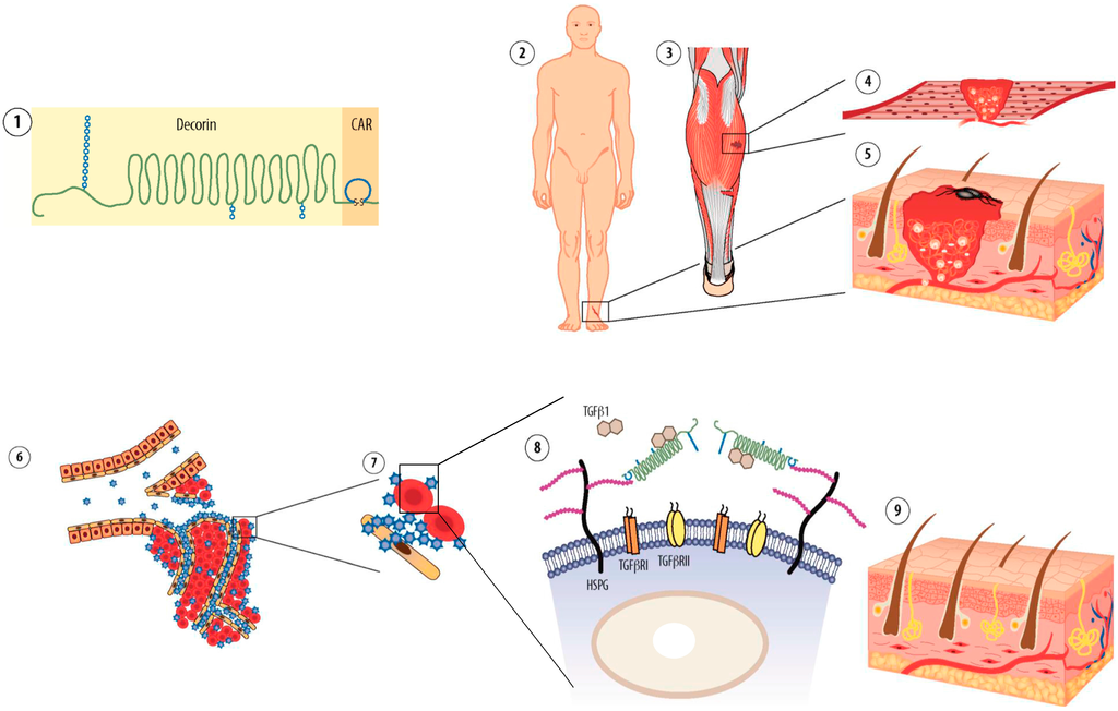 IJMS | Special Issue : Molecular and Cellular Basis of Regeneration and ...