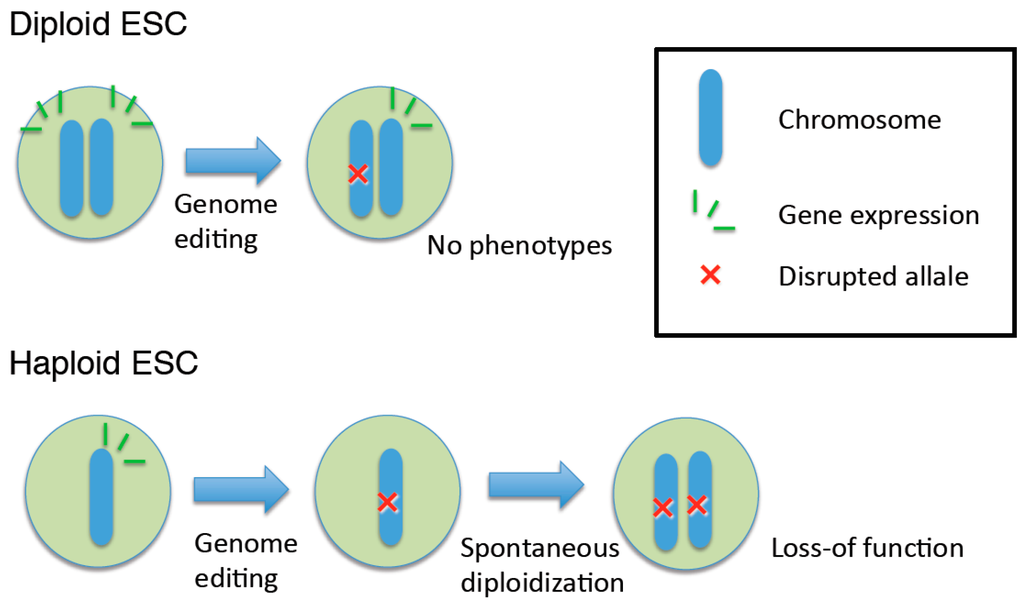 Genome Editing Using Mammalian Haploid Cells
