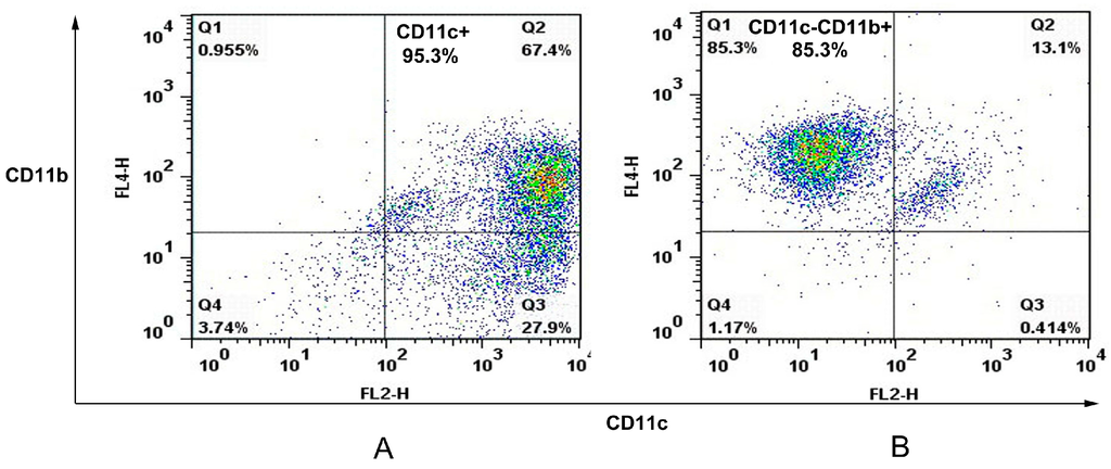Differential Effects of Mycobacterium bovis BCG on Macrophages and ...
