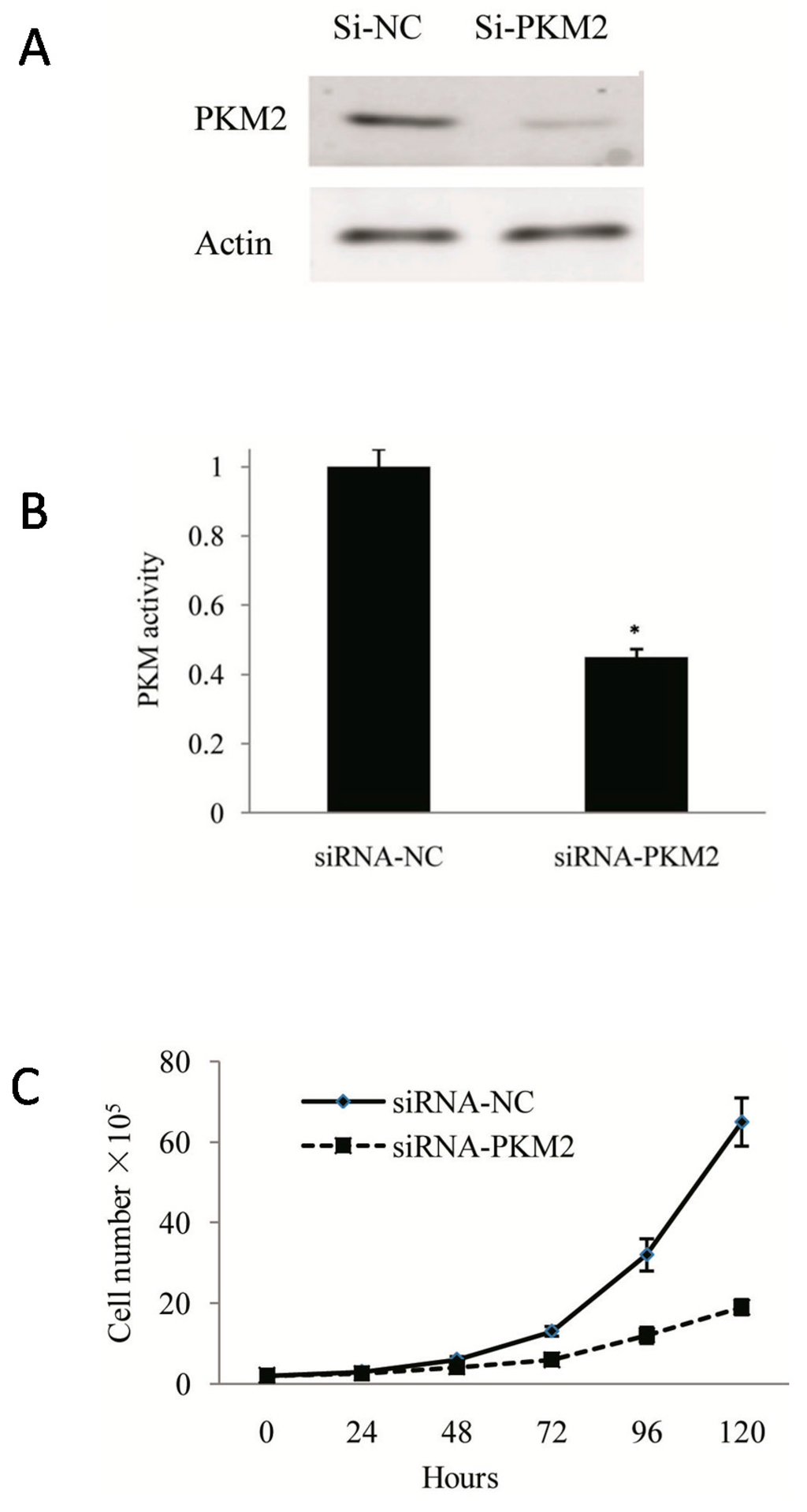 Knockdown of PKM2 Suppresses Tumor Growth and Invasion in Lung ...