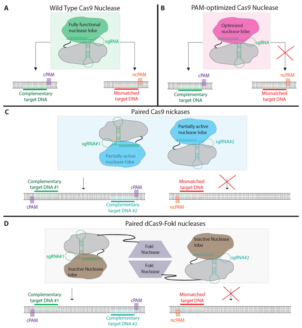 IJMS | Free Full-Text | Minimizing off-Target Mutagenesis Risks Caused ...