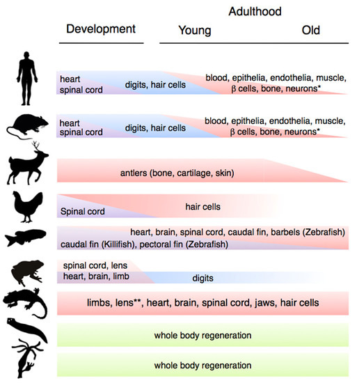 IJMS | Free Full-Text | Changes in Regenerative Capacity through Lifespan