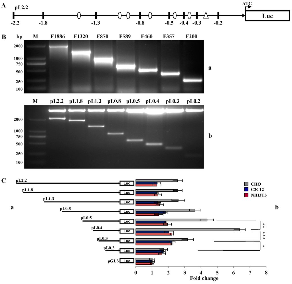 Identification and Analysis of Regulatory Elements in Porcine Bone ...