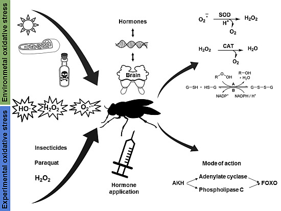 IJMS | Free Full-Text | Hormonal Regulation of Response to Oxidative ...