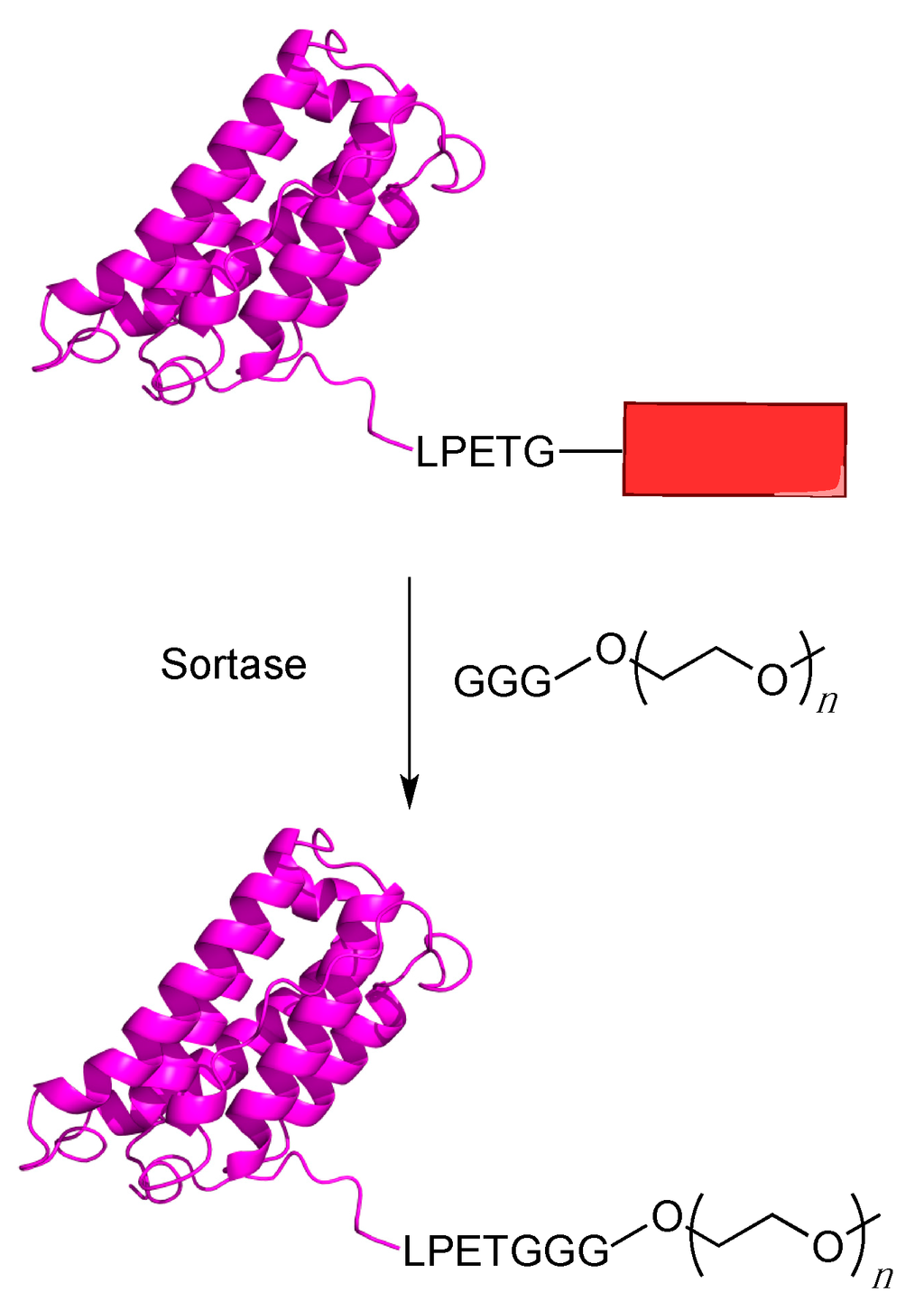 IJMS | Special Issue : Protein Engineering IJMS | Special Issue : Protein Engineering