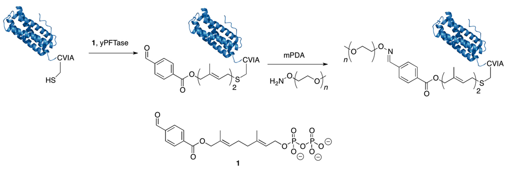 IJMS | Special Issue : Protein Engineering IJMS | Special Issue : Protein Engineering