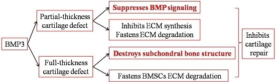 IJMS | Free Full-Text | The Functions of BMP3 in Rabbit Articular ...