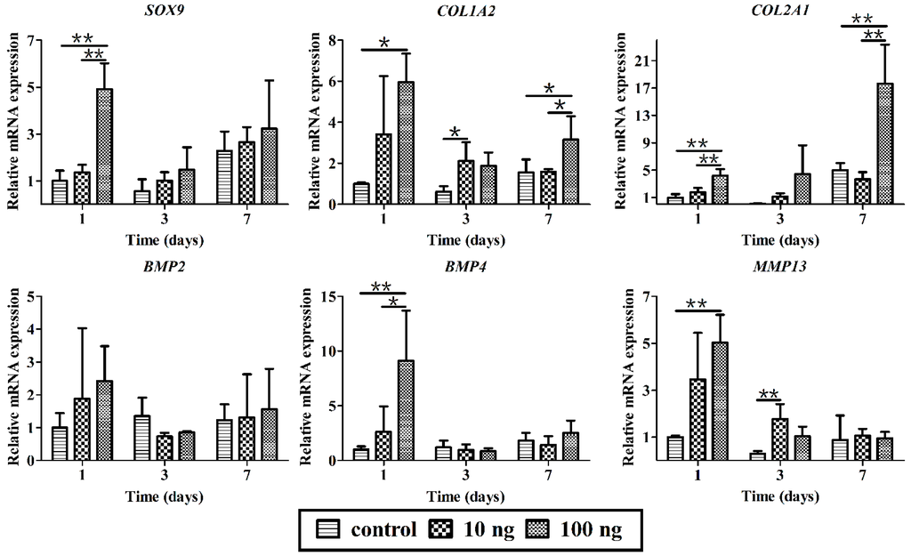 The Functions of BMP3 in Rabbit Articular Cartilage Repair