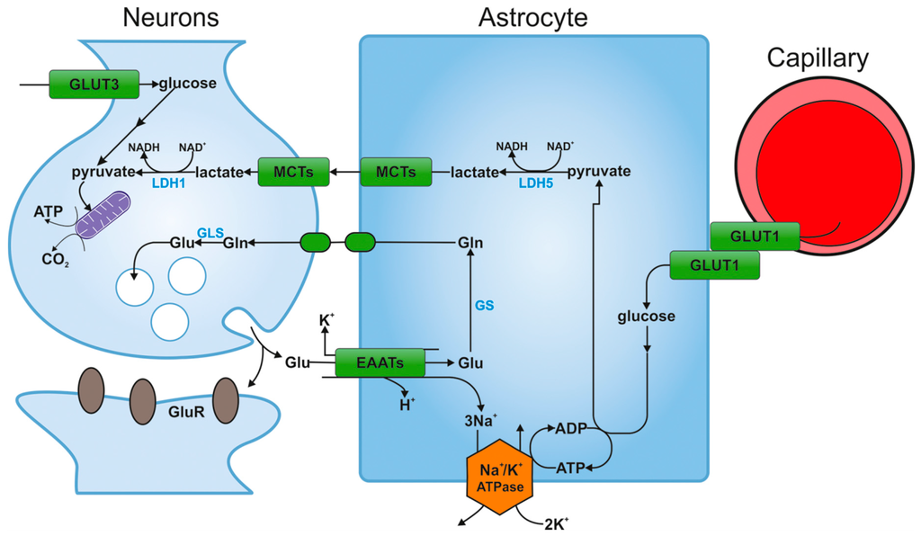 IJMS | Free Full-Text | Energy Metabolism of the Brain, Including the ...