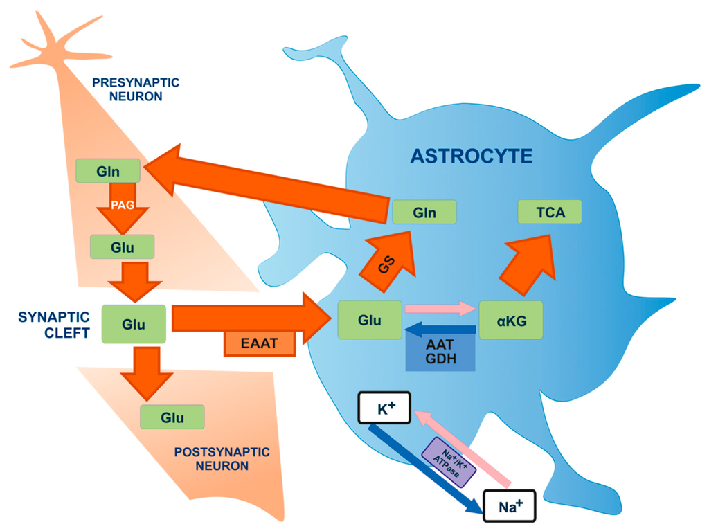 Energy Metabolism of the Brain, Including the Cooperation between ...