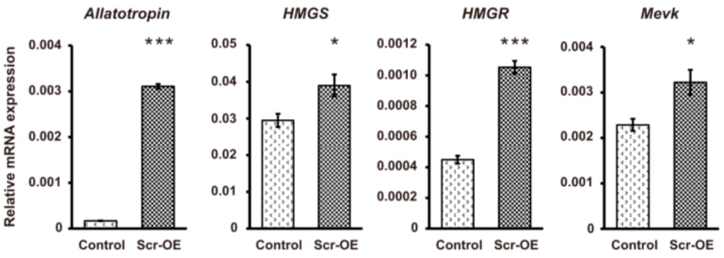IJMS | Free Full-Text | Homeodomain Protein Scr Regulates the ...