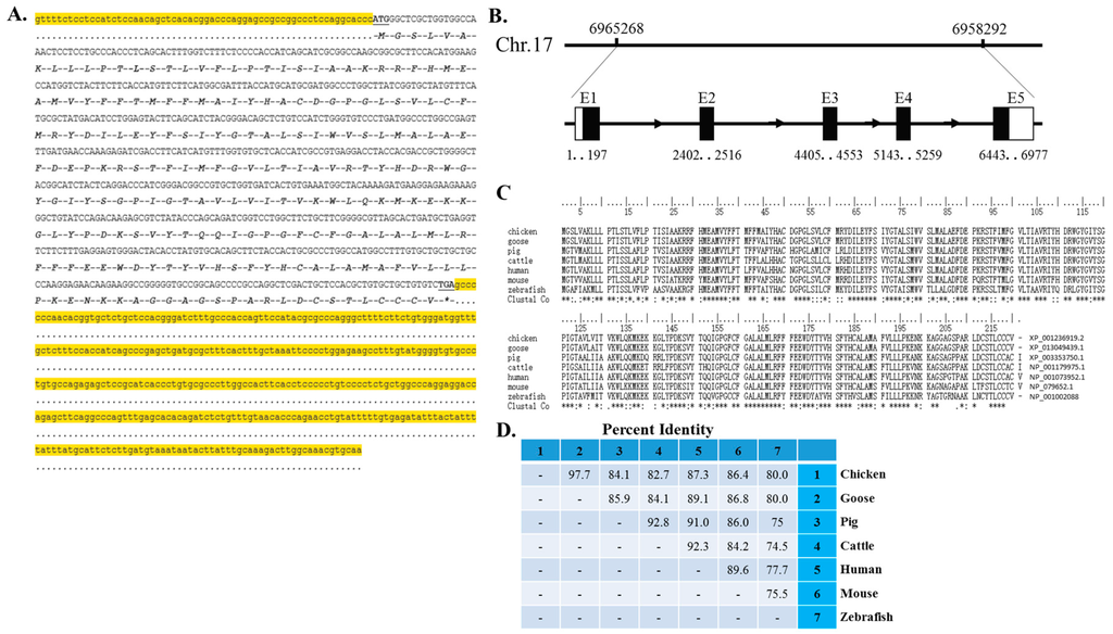 Myomaker, Regulated by MYOD, MYOG and miR-140-3p, Promotes Chicken ...
