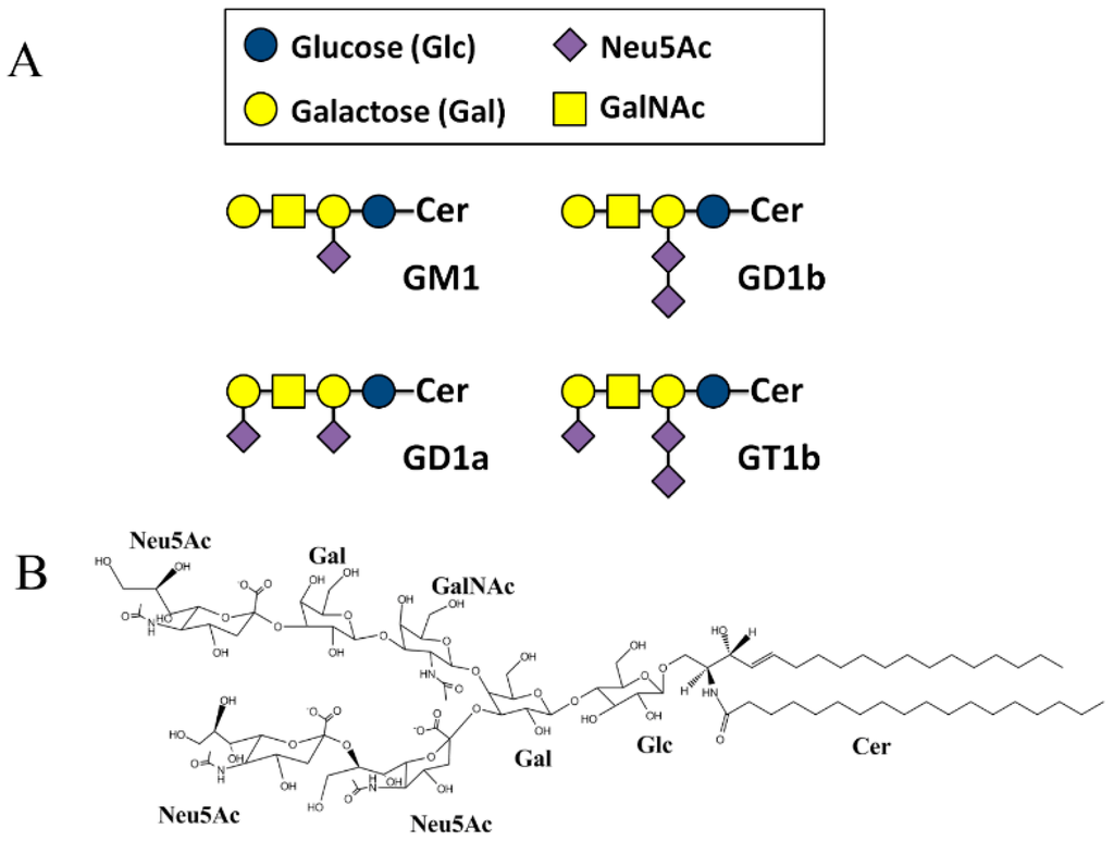 IJMS | Free Full-Text | Aβ1-25-Derived Sphingolipid-Domain Tracer ...