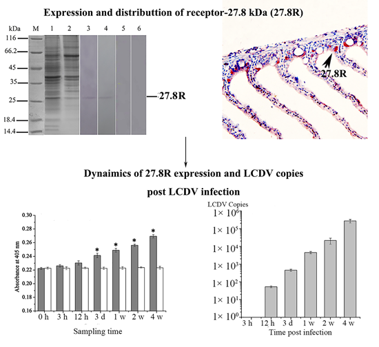 IJMS | Free Full-Text | Tissue Localization of Lymphocystis Disease ...