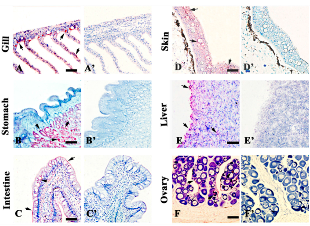 IJMS | Special Issue : Fish Molecular Biology
