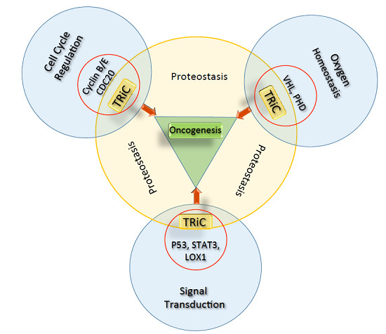 IJMS | Free Full-Text | Contribution of the Type II Chaperonin, TRiC/CCT, to Oncogenesis