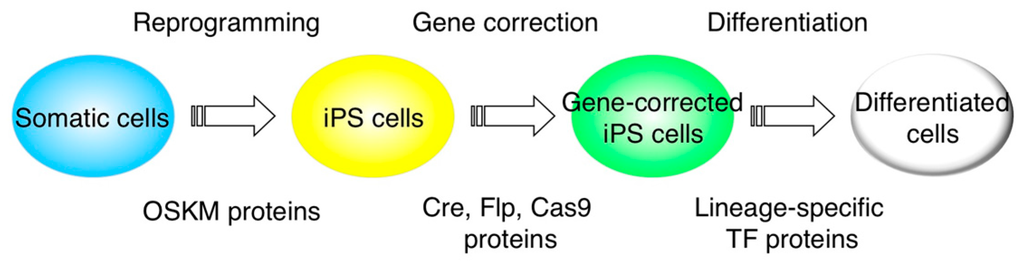 Cell-Penetrating Peptide as a Means of Directing the Differentiation of Induced-Pluripotent Stem ...