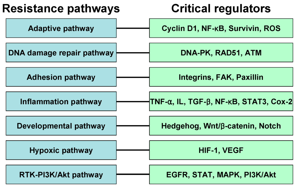 Therapeutic Implications for Overcoming Radiation Resistance in Cancer ...