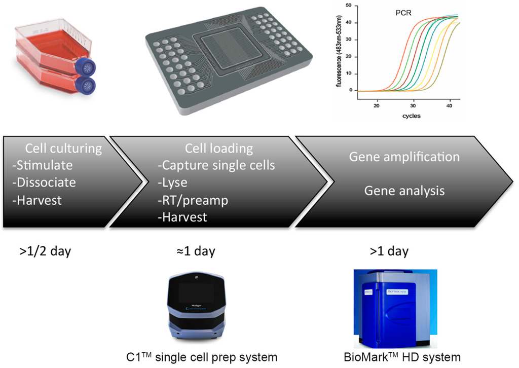 Single-Cell Isolation and Gene Analysis: Pitfalls and Possibilities