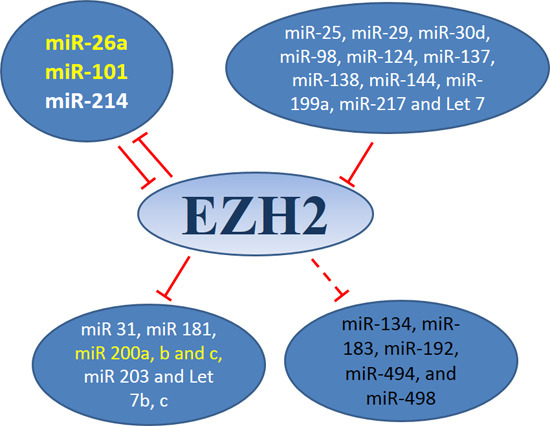 IJMS | Free Full-Text | EZH2 in Bladder Cancer, a Promising Therapeutic ...