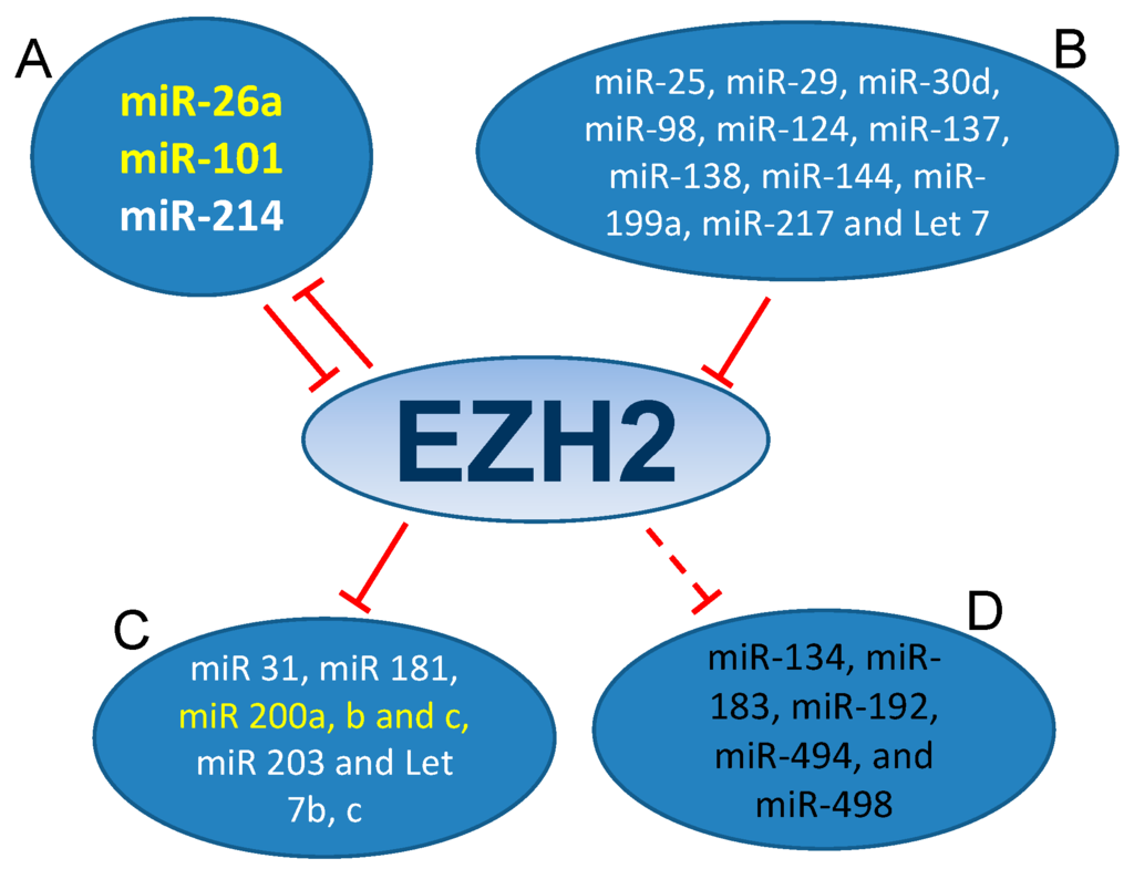 IJMS | Free Full-Text | EZH2 in Bladder Cancer, a Promising Therapeutic ...