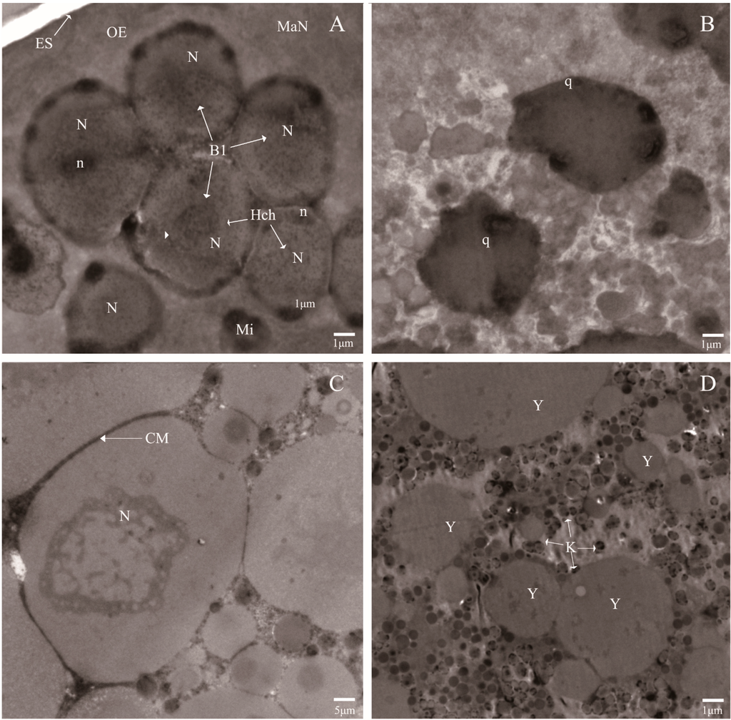 Molecular Effects of Irradiation (Cobalt-60) on the Control of ...