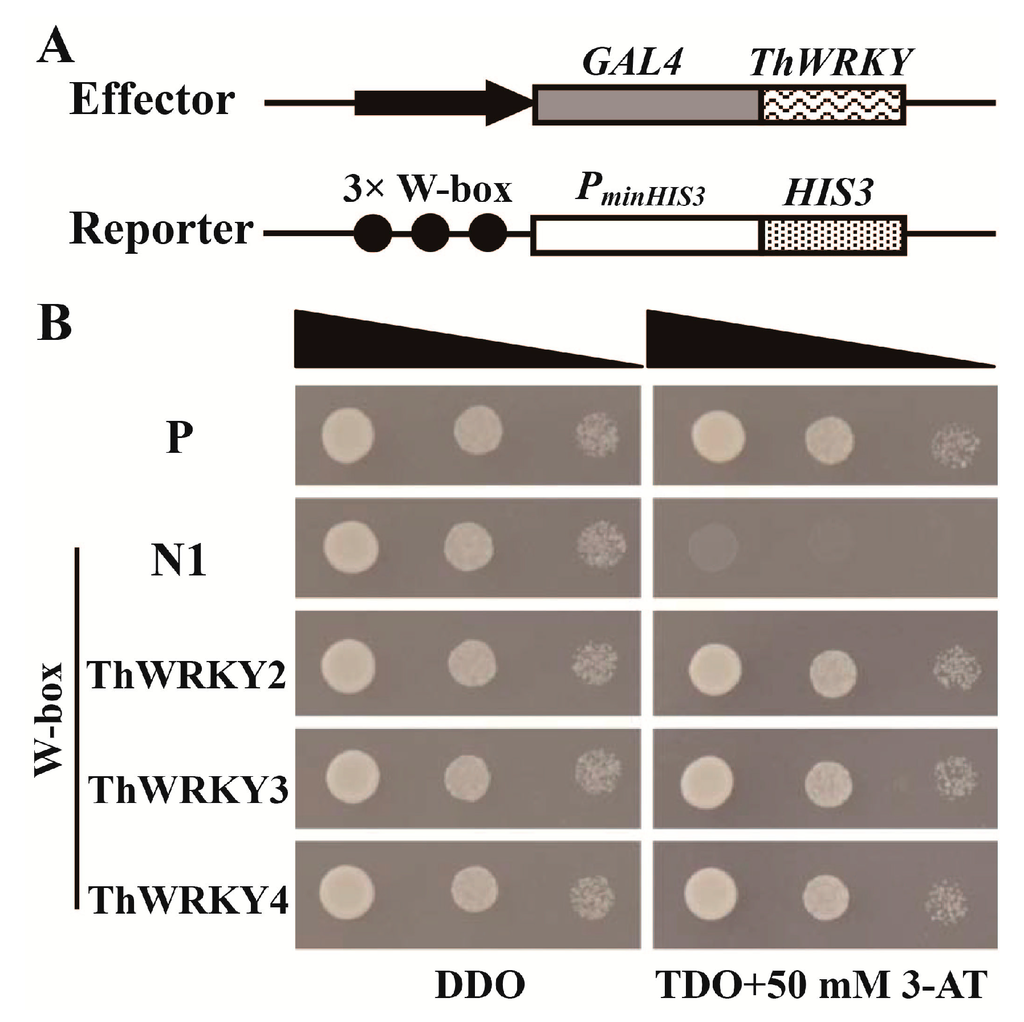 ThWRKY4 from Tamarix hispida Can Form Homodimers and Heterodimers and ...