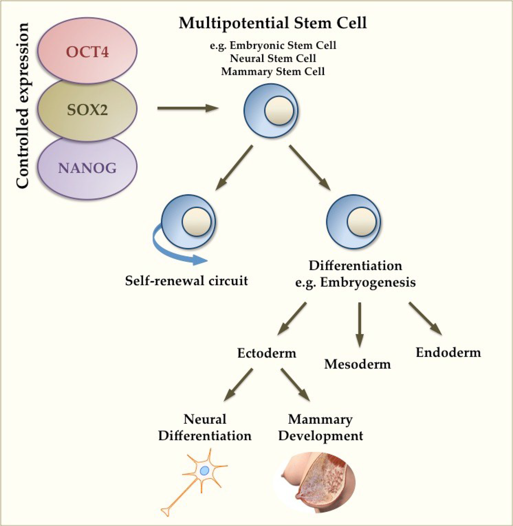 Pluripotency Genes and Their Functions in the Normal and Aberrant Breast and Brain