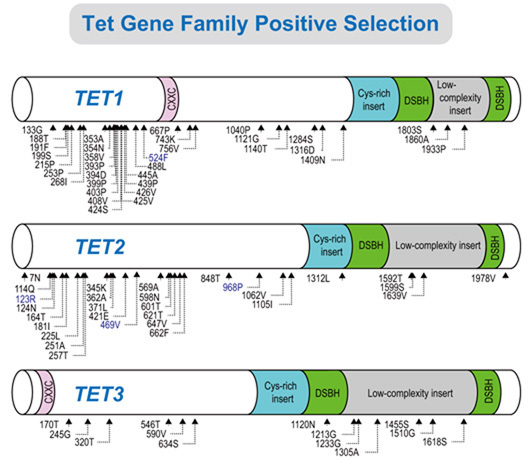 IJMS | Free Full-Text | Molecular Evolution of the TET Gene Family in ...
