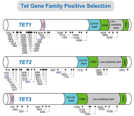 IJMS | Free Full-Text | Molecular Evolution of the TET Gene Family in Mammals | HTML