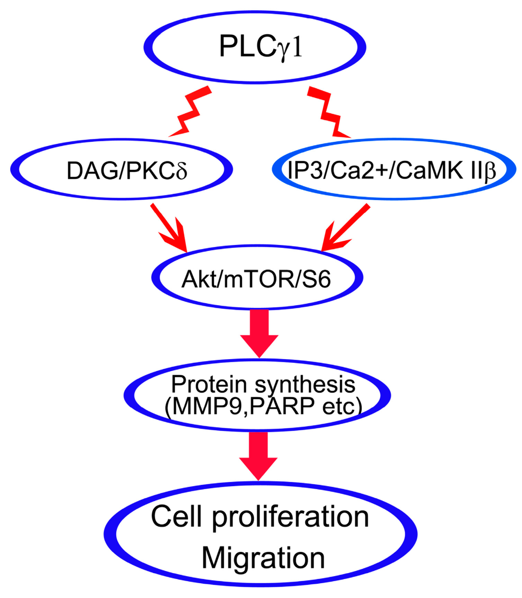 DAG/PKCδ and IP3/Ca2+/CaMK IIβ Operate in Parallel to Each Other in ...