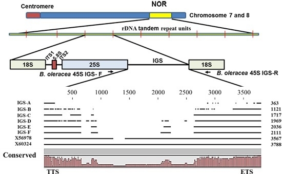 IJMS | Free Full-Text | Diversity and Inheritance of Intergenic Spacer ...