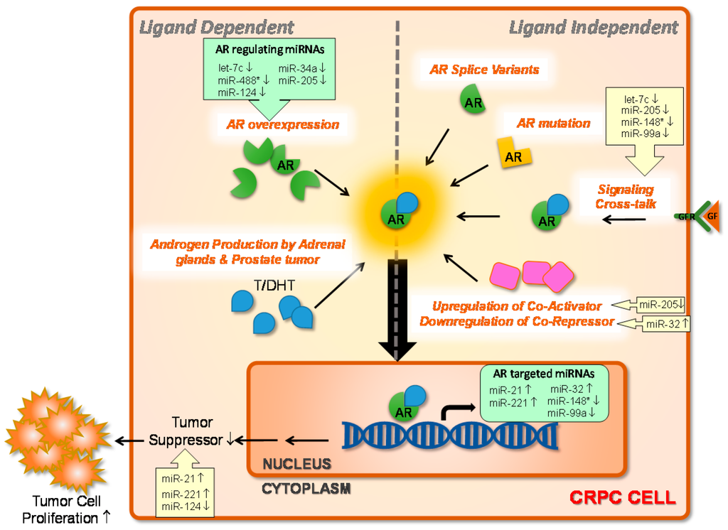 IJMS | Free Full-Text | Non-Coding RNAs in Castration-Resistant ...