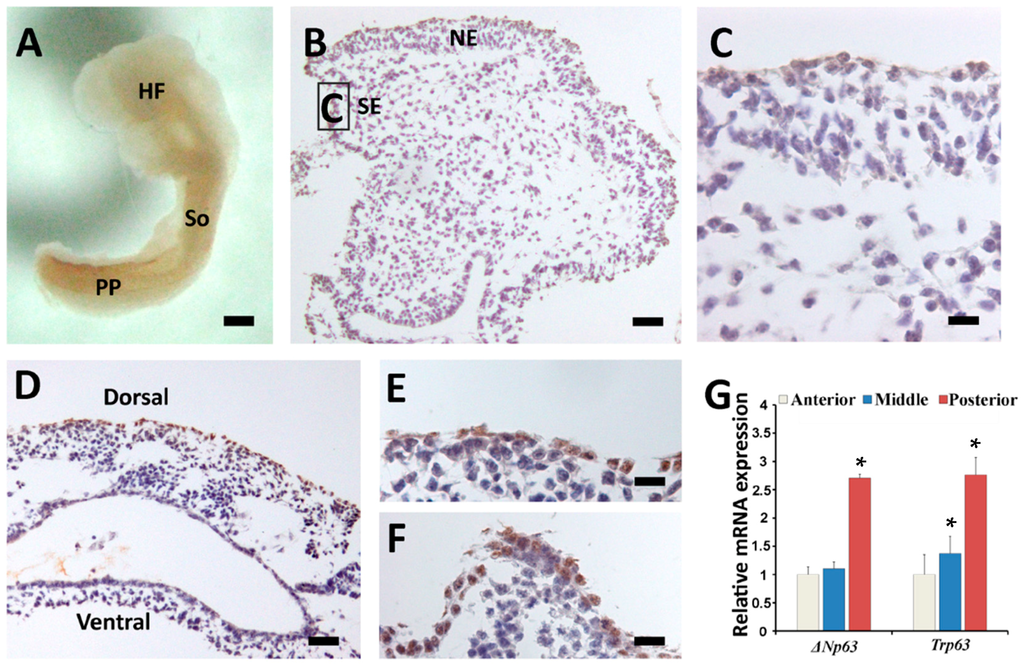 IJMS | Special Issue : Molecular Research of Epidermal Stem Cells 2015