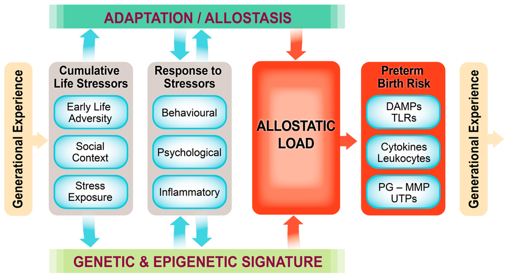 Allostatic Load and Preterm Birth