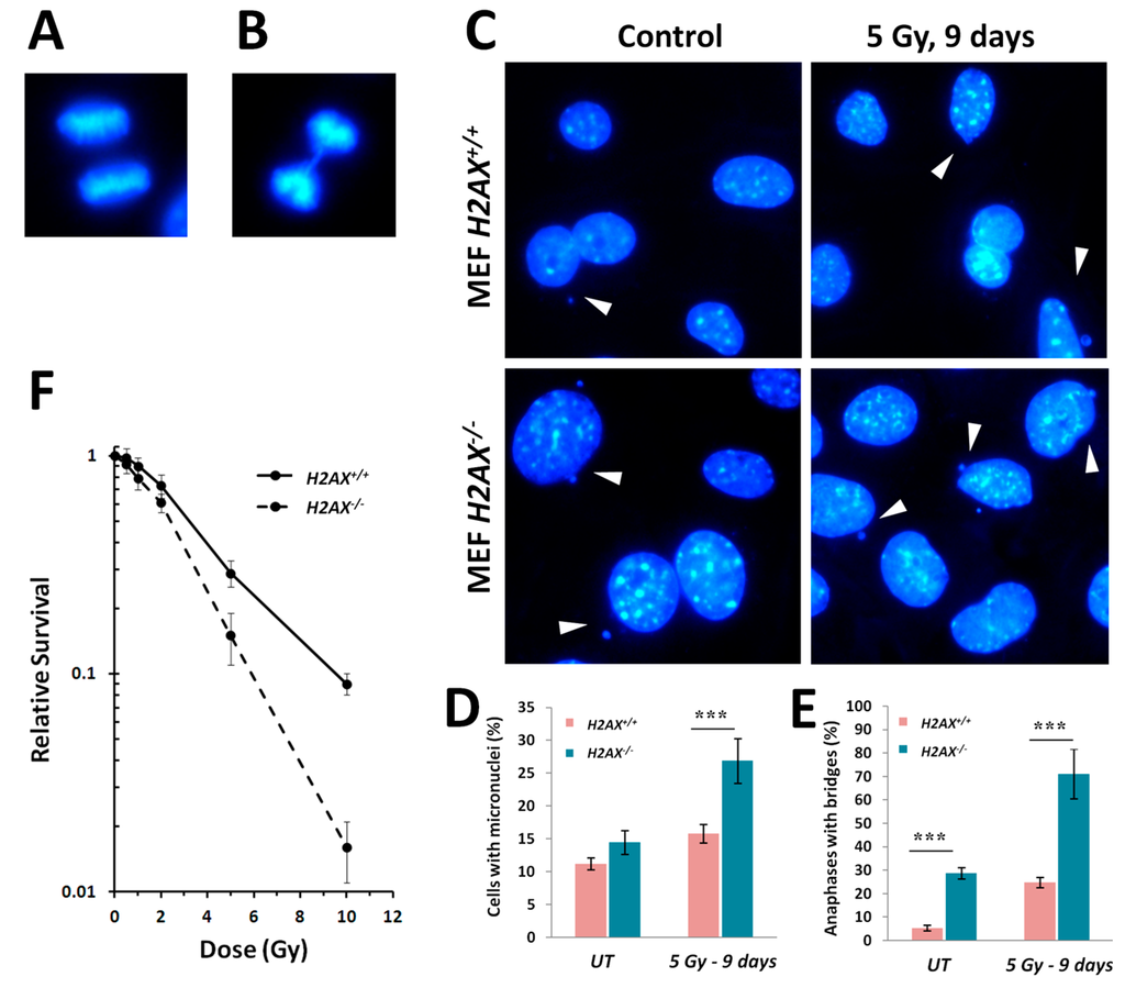 IJMS | Free Full-Text | Histone H2AX Is Involved in FoxO3a-Mediated ...