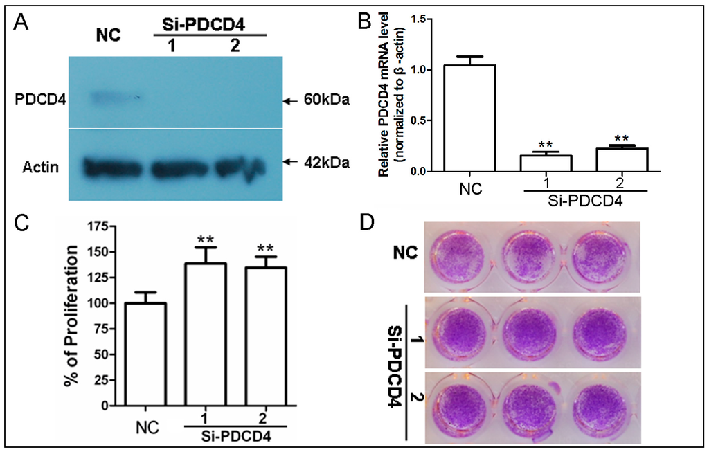 Cell Density-Dependent Upregulation of PDCD4 in Keratinocytes and Its ...