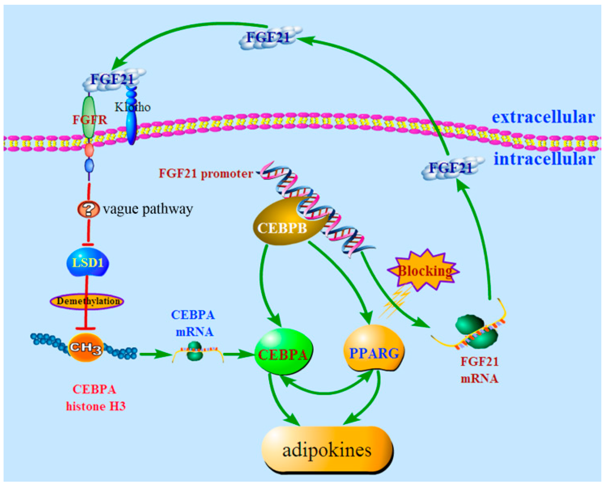 IJMS | Free Full-Text | Fibroblast Growth Factor 21 Suppresses Adipogenesis in Pig Intramuscular ...
