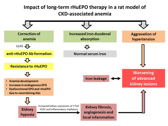 IJMS | Free Full-Text | Resistance to Recombinant Human Erythropoietin ...