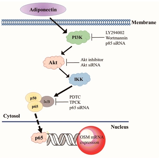 IJMS | Free Full-Text | Adiponectin Induces Oncostatin M Expression in ... IJMS | Free Full-Text | Adiponectin Induces Oncostatin M Expression in ...