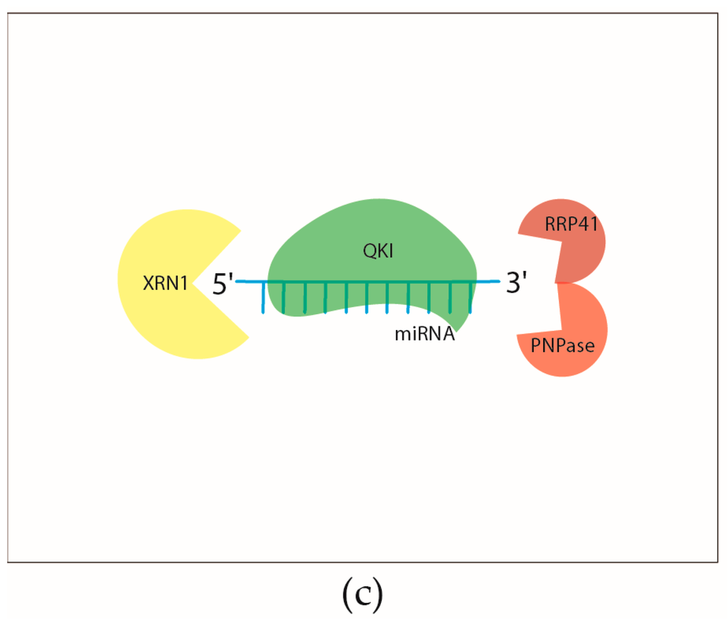 RNA Binding Proteins in the miRNA Pathway